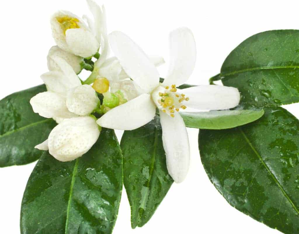 Orange Essential Oil Interesting Facts – Sally’s Organics