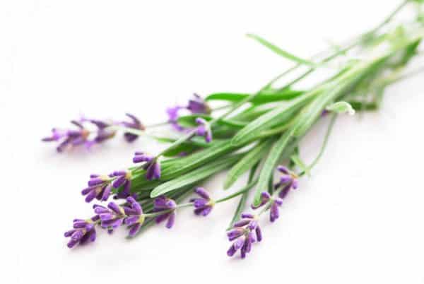 Lavender Essential Oil Defining Components – Sally’s Organics